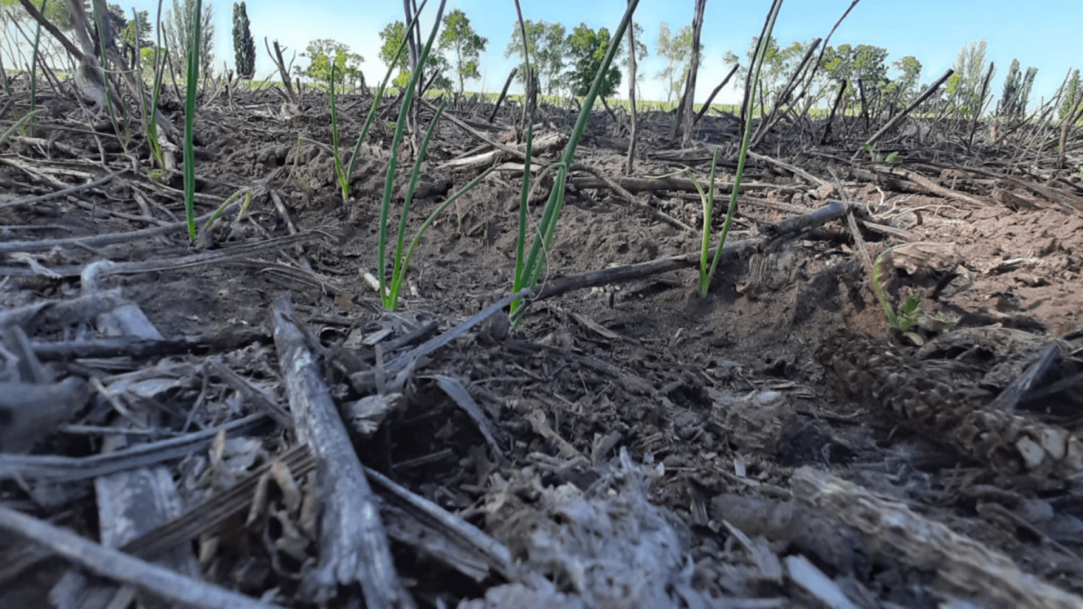 Labranza cero en la huerta: cómo es la técnica que mejora los rindes ...
